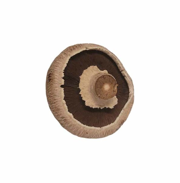Swiss Flat mushroom - Biviano & Sons